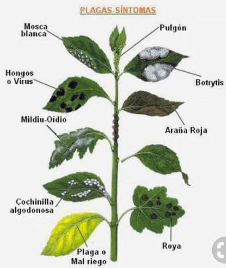 Cómo Identificar Y Combatir Plagas Y Enfermedades En Las Plantas
