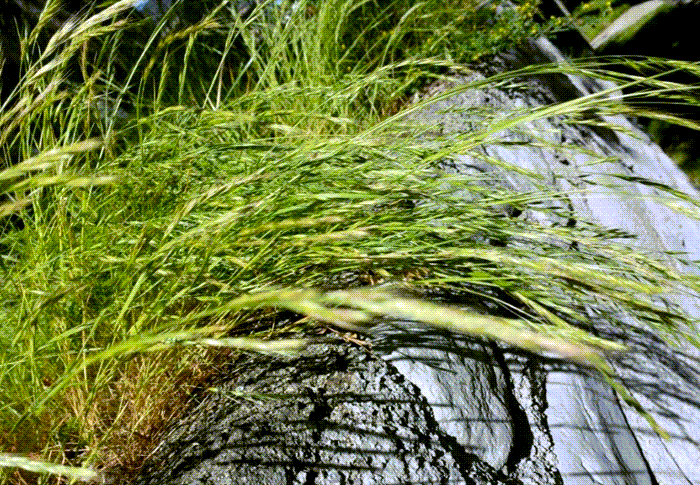 Fitoextracción: Plantas que Absorben Metales Pesados del Suelo